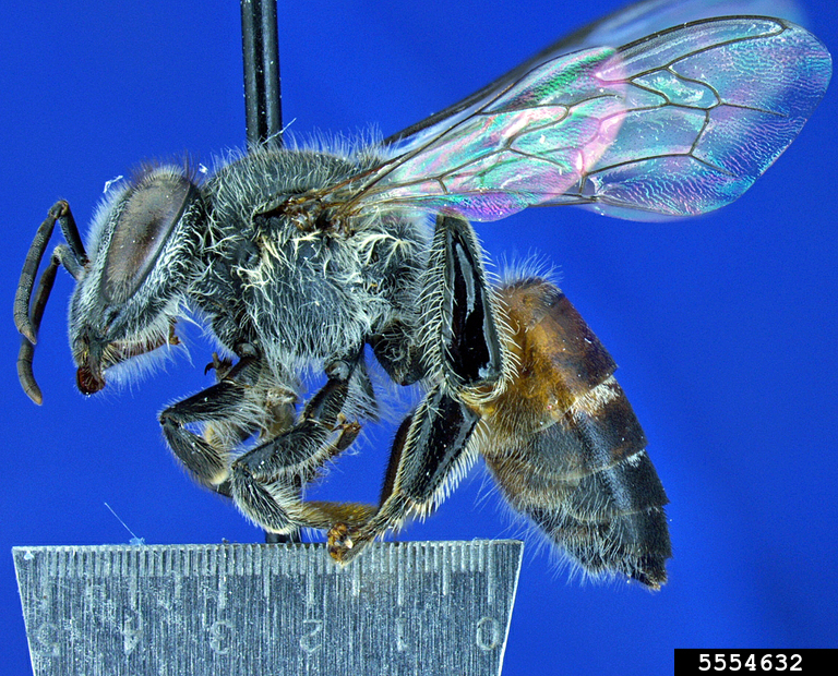 dwarf honey bee (Apis florea)