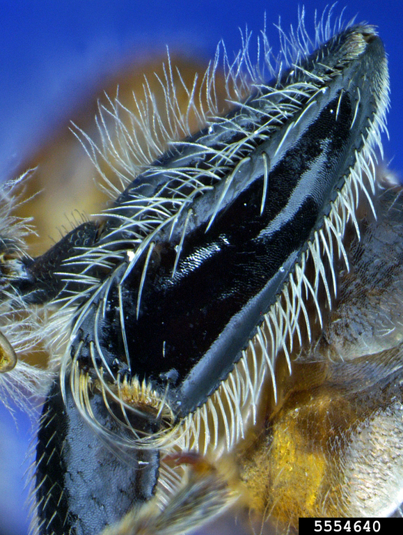 dwarf honey bee (Apis florea)
