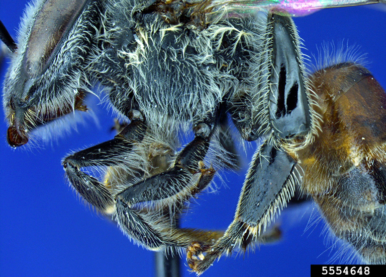 dwarf honey bee (Apis florea)