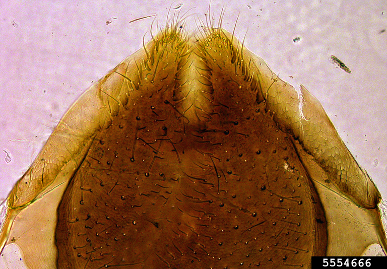 dwarf honey bee (Apis florea Fabricius)