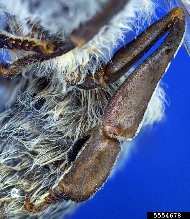 dwarf honey bee (Apis florea Fabricius)