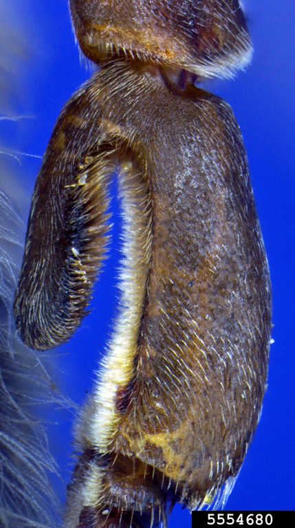 dwarf honey bee (Apis florea Fabricius)