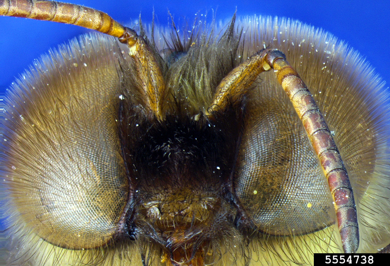 Red hive bee (Apis koschevnikovi)