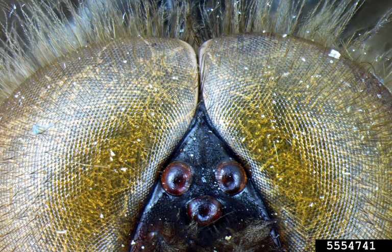 Red hive bee (Apis koschevnikovi)