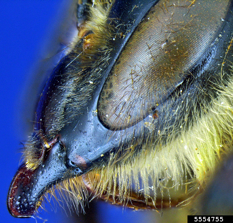 Himalayan honey bee (Apis laboriosa)