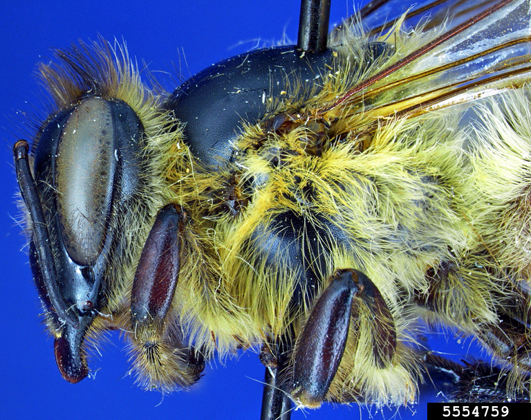 Himalayan honey bee (Apis laboriosa Smith, 1871)