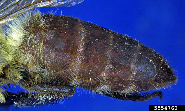 Himalayan honey bee (Apis laboriosa Smith, 1871)