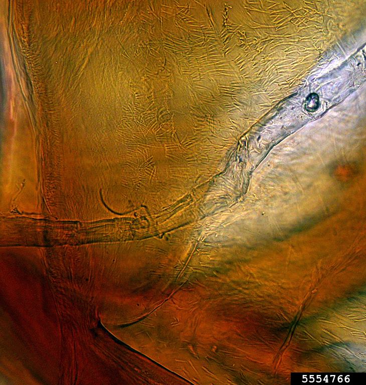 Himalayan honey bee (Apis laboriosa)