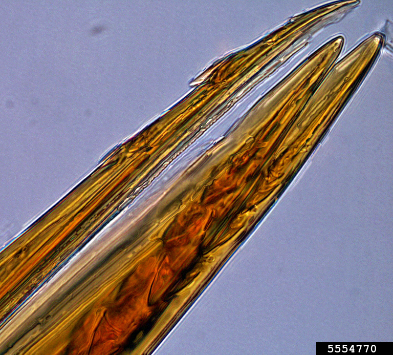 Himalayan honey bee (Apis laboriosa Smith, 1871)