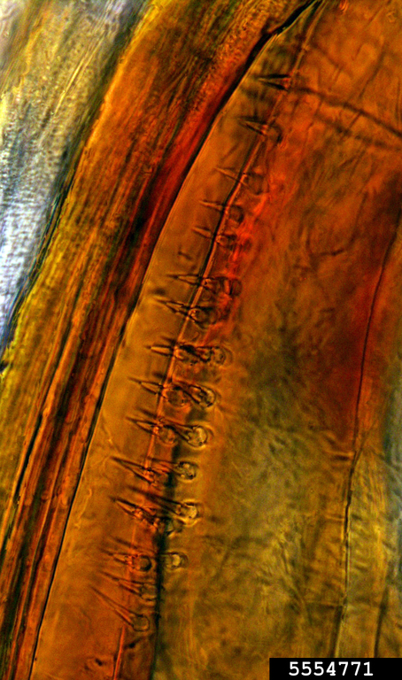 Himalayan honey bee (Apis laboriosa)