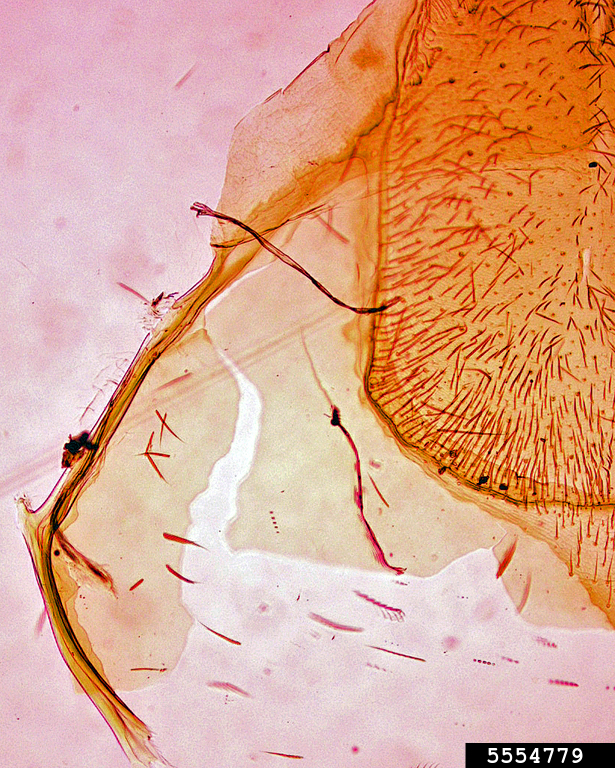 Himalayan honey bee (Apis laboriosa Smith, 1871)