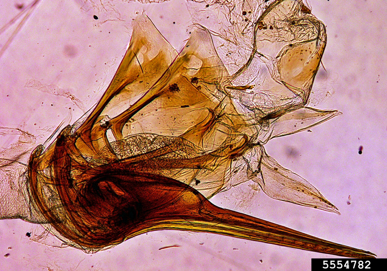 Himalayan honey bee (Apis laboriosa)