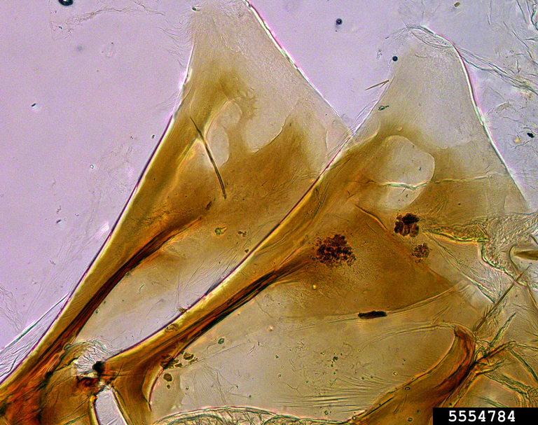 Himalayan honey bee (Apis laboriosa)