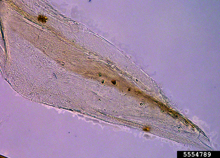 Himalayan honey bee (Apis laboriosa Smith, 1871)