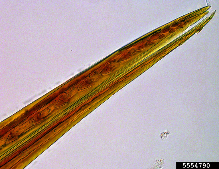 Himalayan honey bee, Apis laboriosa (Hymenoptera: Apidae) - 5554790