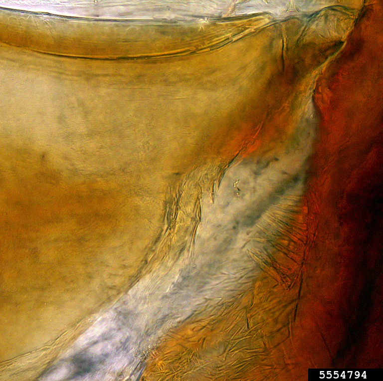 Himalayan honey bee (Apis laboriosa)