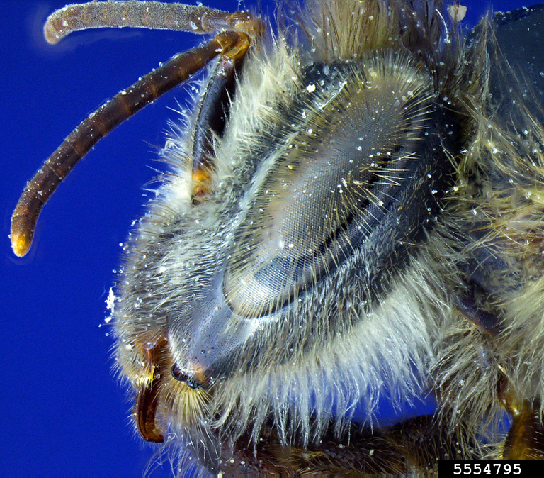 honey bee (Apis mellifera)