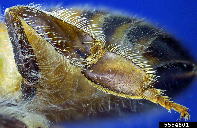 honey bee, Apis mellifera (Hymenoptera: Apidae) - 5554801