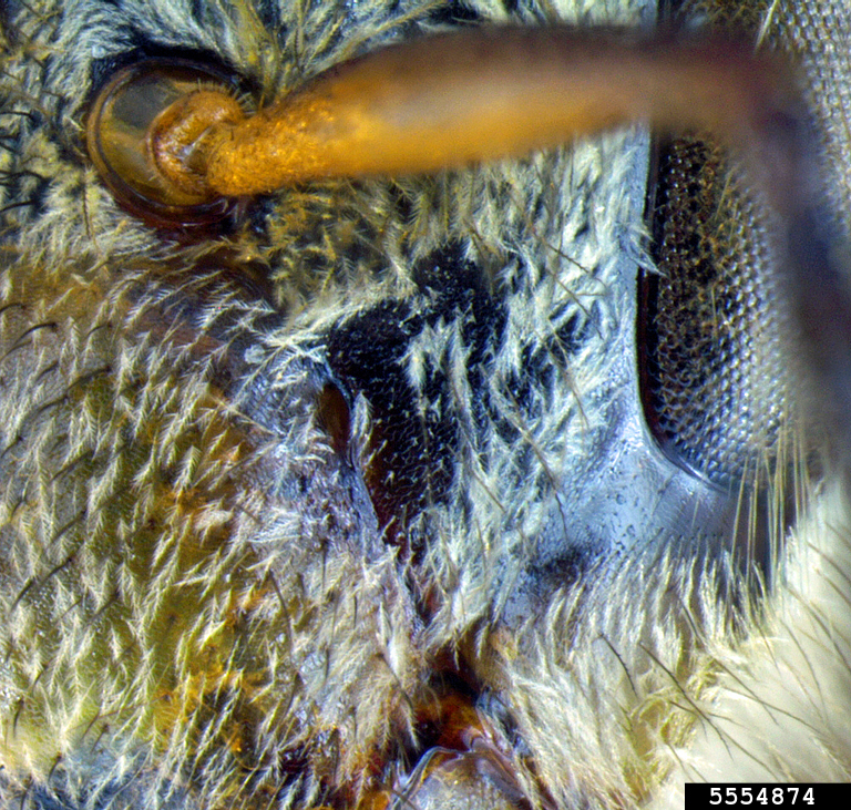 honey bee (Apis nigrocincta Smith, 1860)