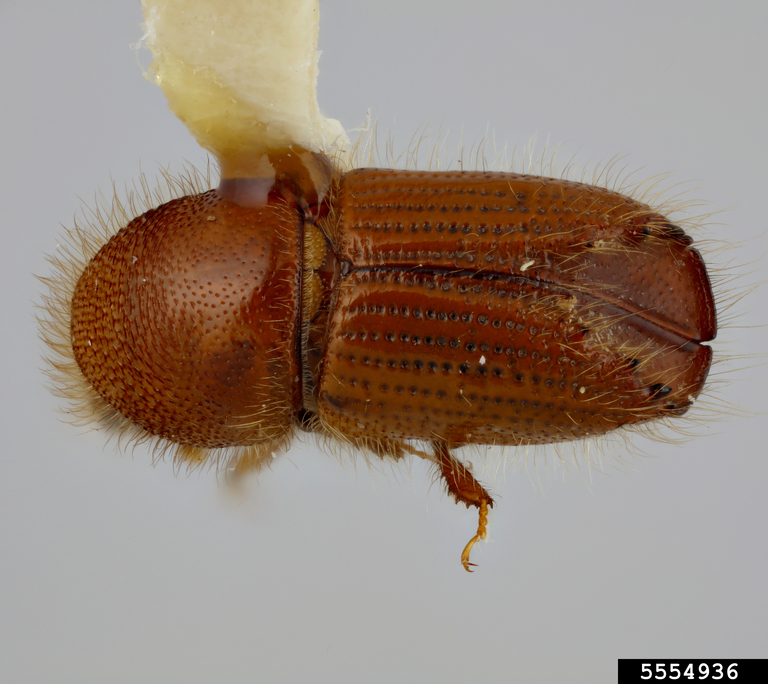 European spruce bark beetle (Ips typographus (Linnaeus, 1758))