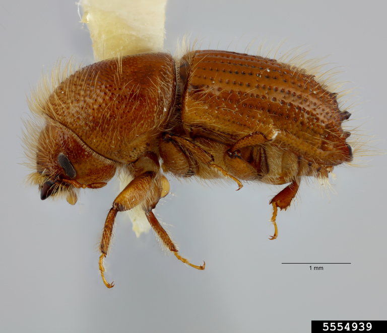 European spruce bark beetle (Ips typographus)