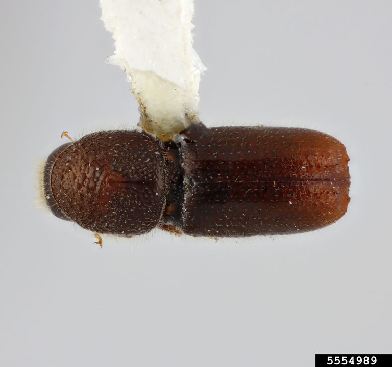 bark beetle (Pityogenes knechteli)