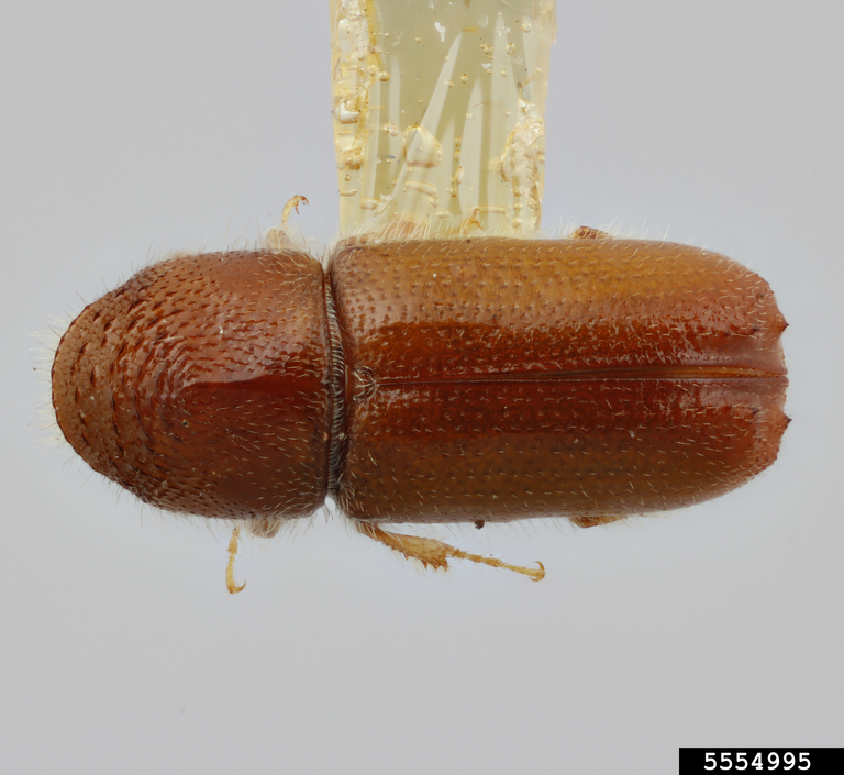 bark beetle (Pityogenes knechteli Swaine, 1918)