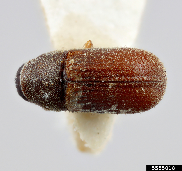 bark beetle (Polygraphus subopacus)