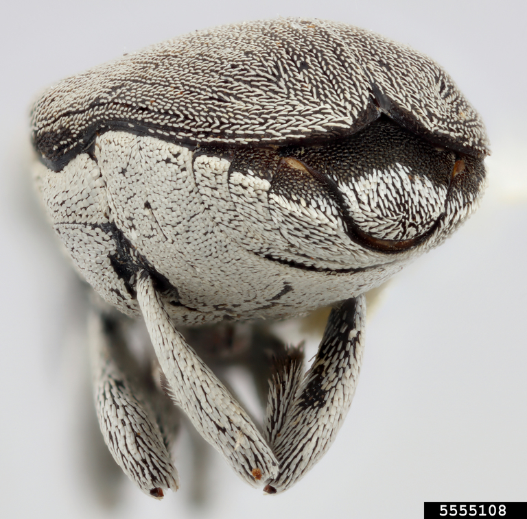 Jimson weed weevil (Trichobaris compacta)