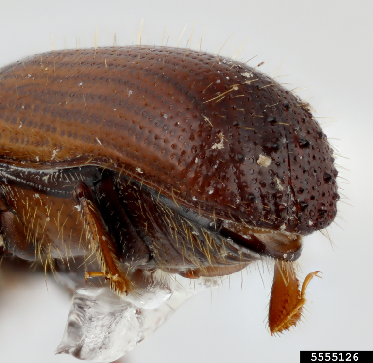 ambrosia beetle (Xyleborus eurygraphus (Ratzeburg))