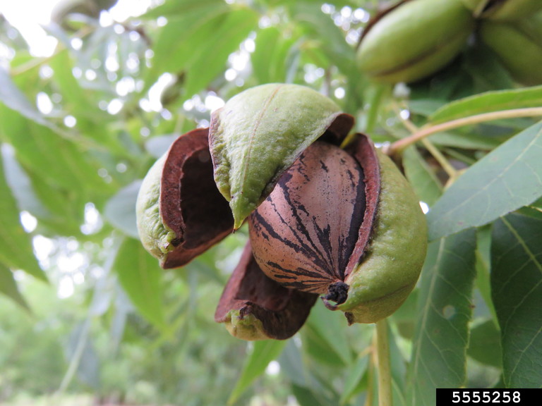 pecan (Carya illinoinensis (Wangenh.) K. Koch)