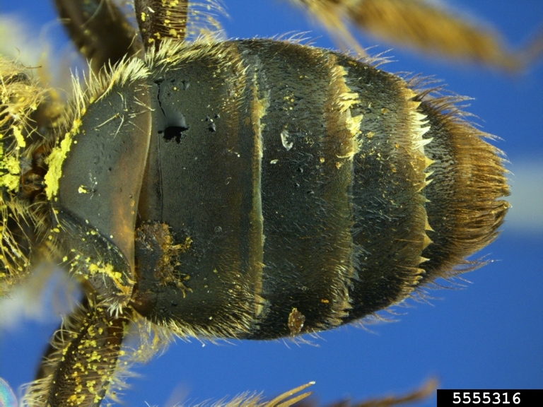 Western mining bee (Andrena angustitarsata Viereck, 1904)