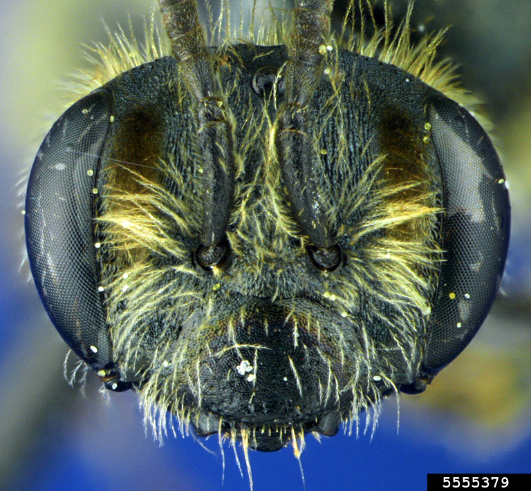 mining bee (Andrena chlorogaster Viereck, 1904)