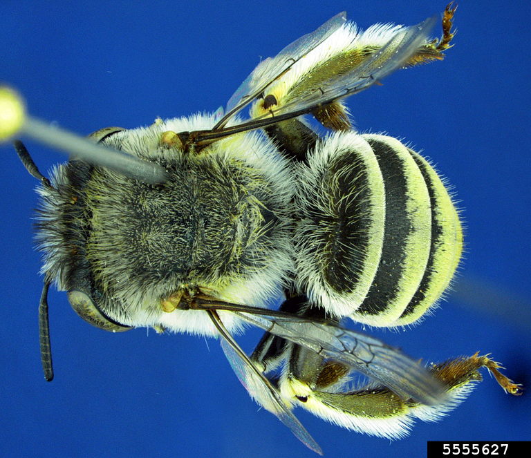 short sun-digger Bee (Anthophora curta Provancher, 1895)