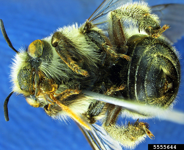 digger bee (Anthophora edwardsii Cresson, 1878)
