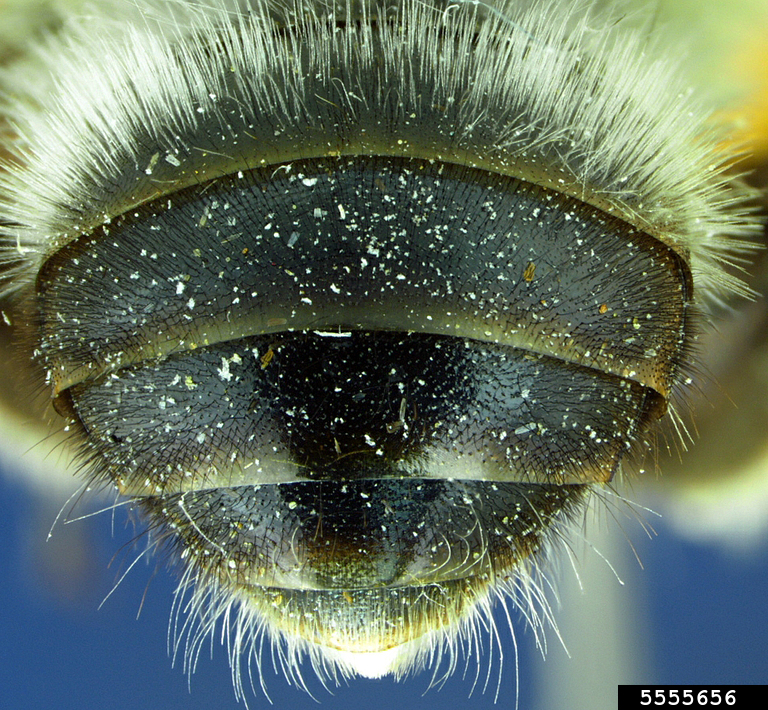 digger bee (Anthophora edwardsii Cresson, 1878)