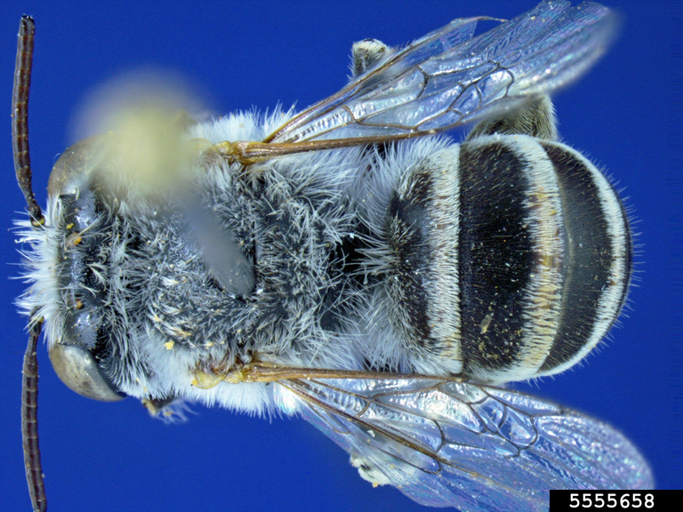 fur bee (Anthophora peritomae Cockerell, 1905)
