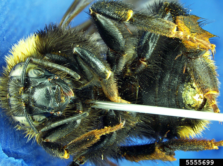California bumble bee (Bombus californicus Smith, 1854)