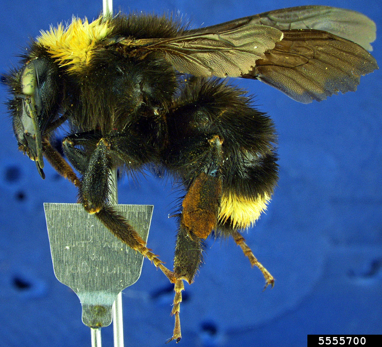 California State Bee