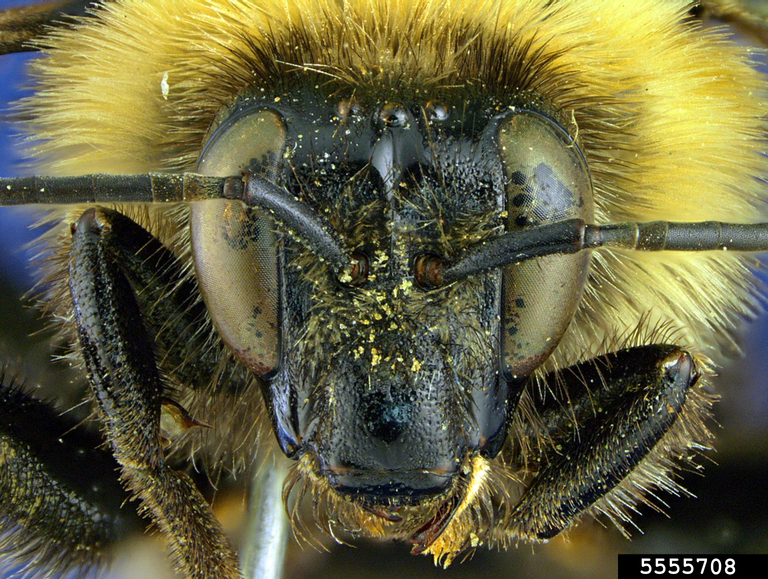 California bumble bee (Bombus californicus Smith, 1854)