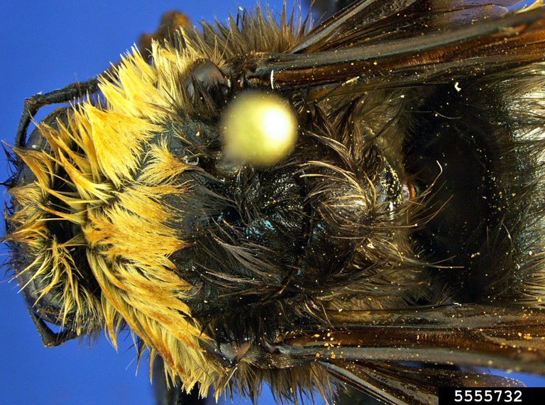 Crotch's bumble bee (Bombus crotchii)