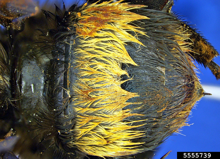 Crotch's bumble bee (Bombus crotchii)