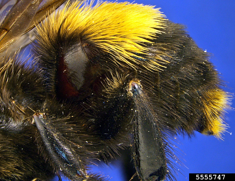 Crotch's bumble bee (Bombus crotchii Cresson, 1878)