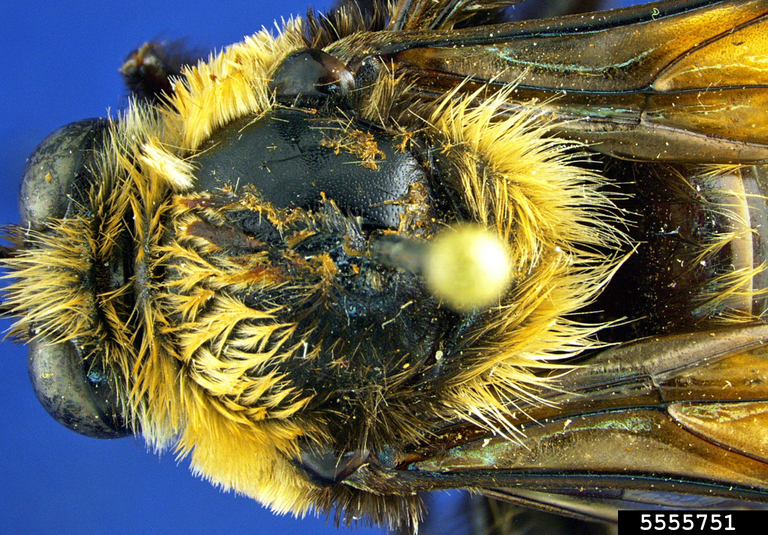 Crotch's bumble bee, Bombus crotchii (Hymenoptera: Apidae) - 5555751