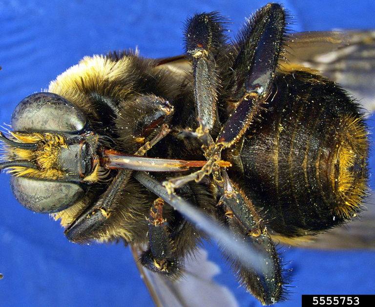 Crotch's bumble bee (Bombus crotchii Cresson, 1878)