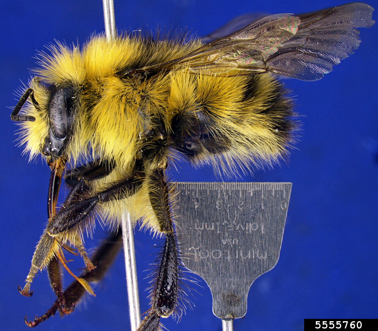 yellow head bumble bee (Bombus flavifrons Cresson, 1863)