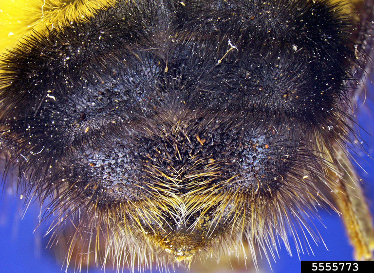 yellow head bumble bee (Bombus flavifrons Cresson, 1863)