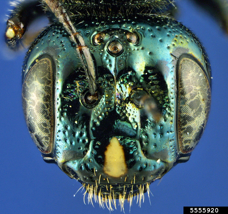 small carpenter bee (Ceratina punctigena Cockerell, 1916)