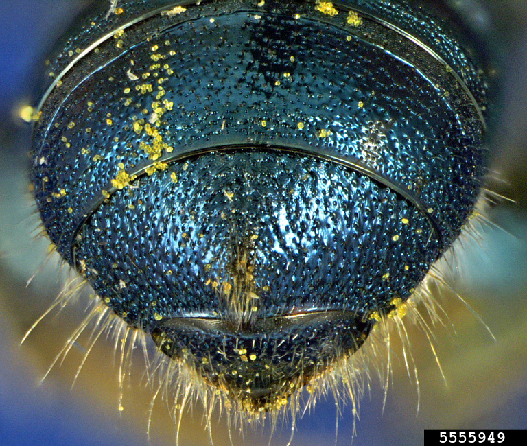 small carpenter bee (Ceratina tejonensis Cresson, 1864)