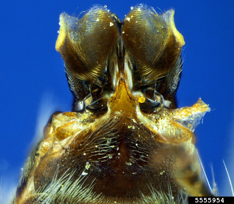 cellophane bee (Colletes fulgidus Swenk, 1904)